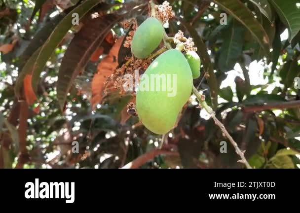 Mango tree mangoes growing plant Stock Videos & Footage - HD and 4K ...