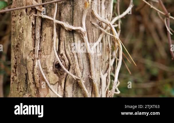 Stem of a dead tree Stock Videos & Footage - HD and 4K Video Clips - Alamy