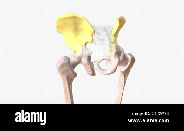 ilium is the widest and largest of the three parts of the hip bone, and ...