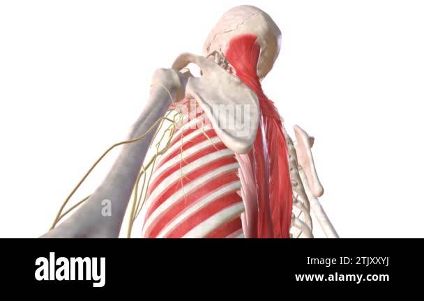 The human skeletal system and the nervous system in the left arm Stock ...