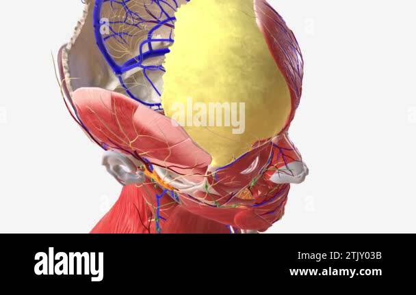 Vascular system of the brain Stock Videos & Footage - HD and 4K Video ...