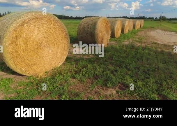 Pile of hay straw and rolls of hay bales for cows and other livestock ...