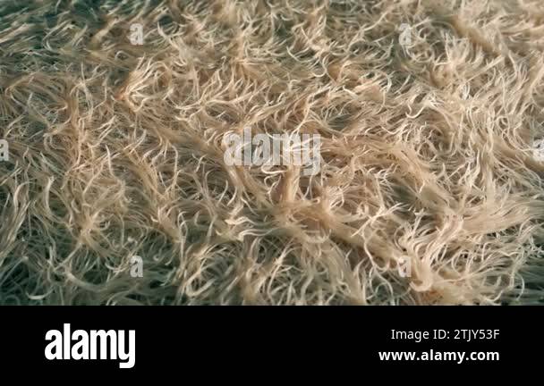Plant roots texture Stock Videos & Footage - HD and 4K Video Clips - Alamy