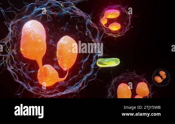 Phagocytosis. Neutrophe that uses its plasma membrane to engulf ...