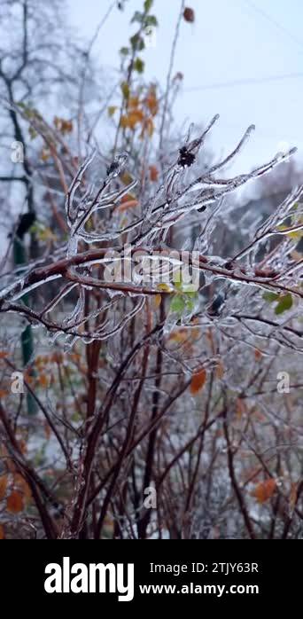 Branches of bush covered ice after rain in frost in winter close-up. Frozen plants. After icy ...