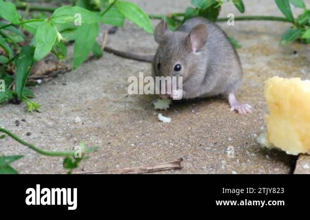 The house mouse is a small mammal of the order Rodentia ...