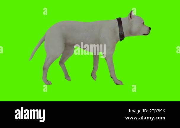 Zoo triangular Stock Videos & Footage - HD and 4K Video Clips - Alamy
