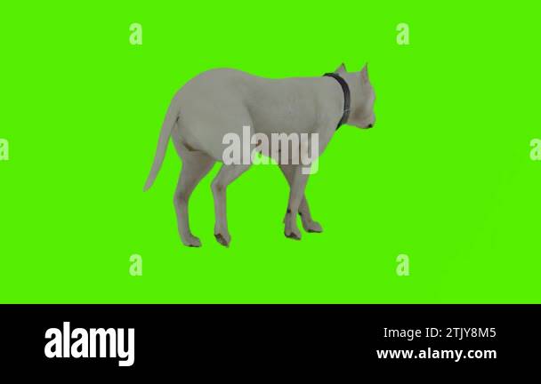 Dog triangle Stock Videos & Footage - HD and 4K Video Clips - Alamy