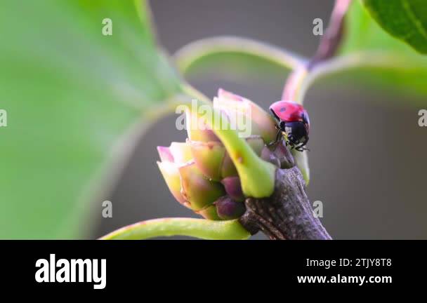 Washing beetle Stock Videos & Footage - HD and 4K Video Clips - Alamy