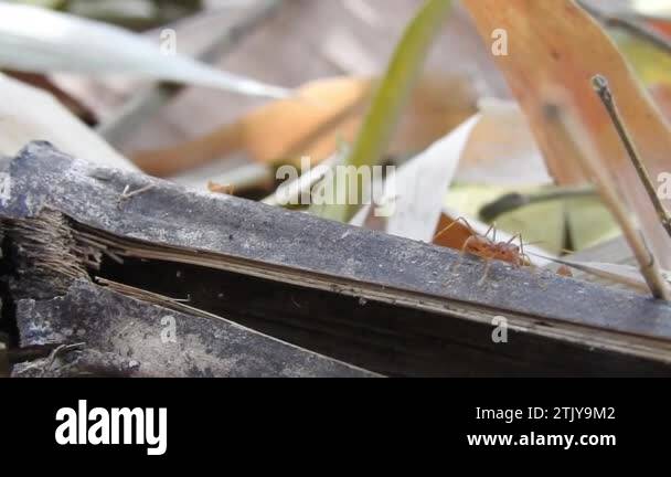 Large black ant walking Stock Videos & Footage - HD and 4K Video Clips ...