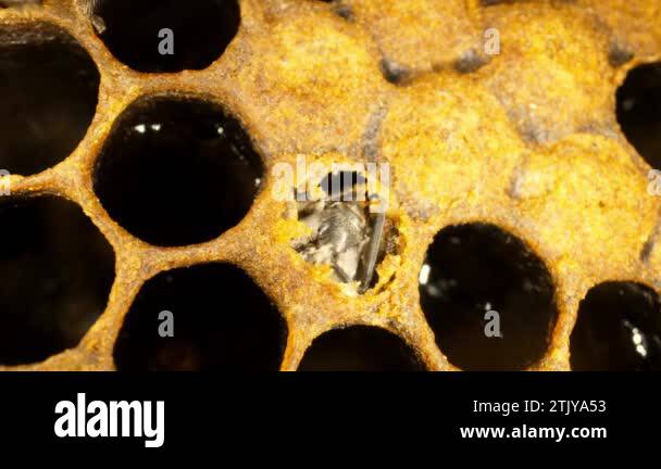 Birth process of young bee. Bees born, comes out from honeycomb in hive ...