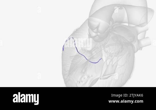 The small cardiac vein is a vein of the heart which accompanies the ...