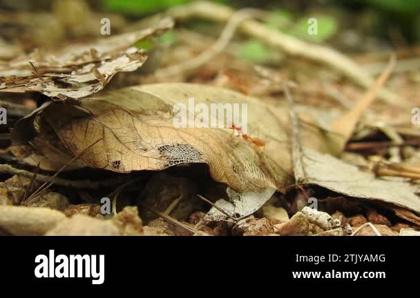 Ant bridge unity team. Ant action standing. Ant bridge unity team ...