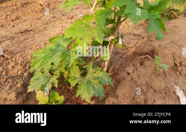 Bitter taste plant Stock Videos & Footage - HD and 4K Video Clips - Alamy