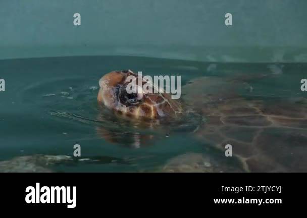 The loggerhead turtle is on treatment in the artificial reservoir. The ...