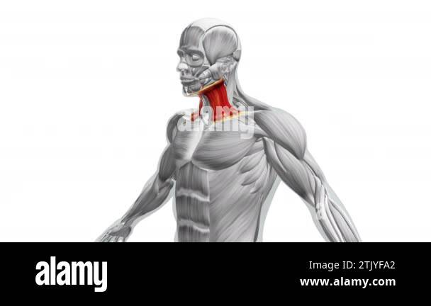 Anatomy of the Sternocleidomastoid Muscles Stock Video Footage - Alamy