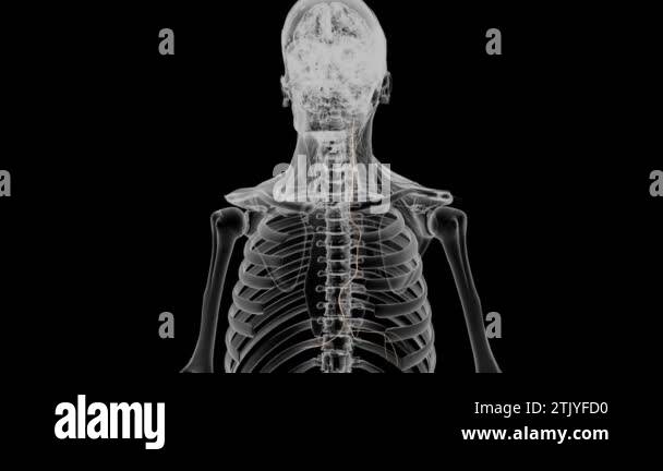 The Vagus Nerve Also Known As The Vagal Nerves Are The Main Nerves Of Your Parasympathetic