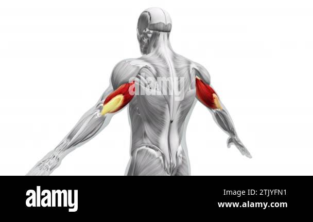 Anatomy of the Triceps Muscles Stock Video Footage - Alamy