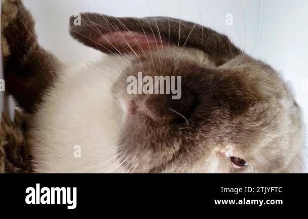 Decorative fold small white rabbit sits on a white background. A ...