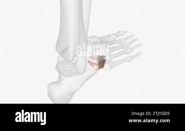 In the human body, the cuboid bone is one of the seven tarsal bones of ...