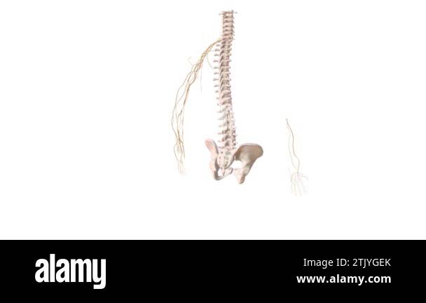 The human skeletal system and the nervous system in the left arm Stock ...