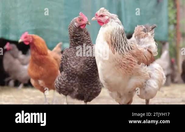Lots of colorful chickens of different breeds in the chicken coop ...