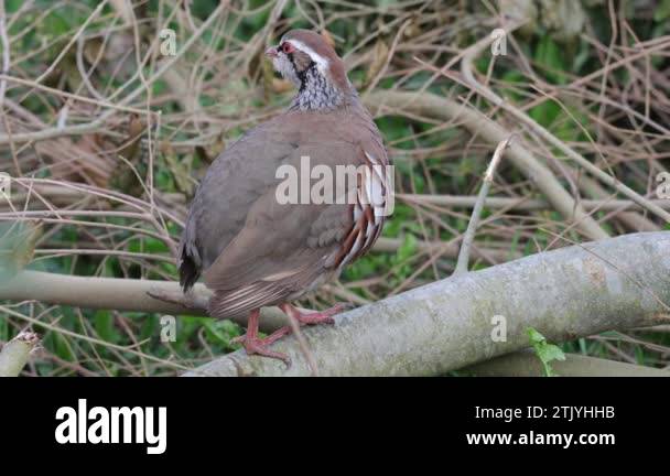 Une perdrix rouge isole sur une branche Stock Video Footage - Alamy