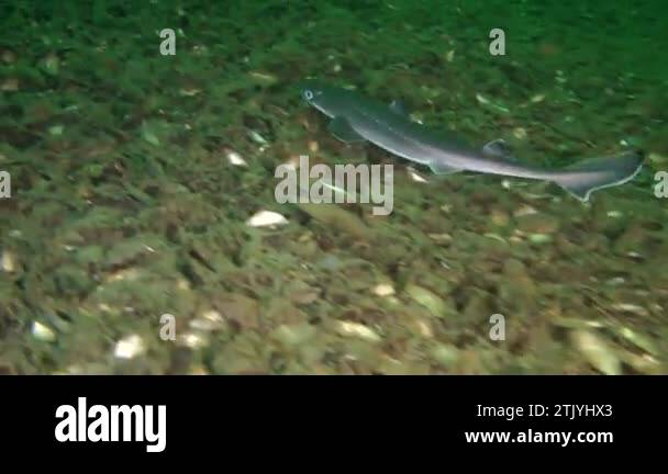 White spotted dogfish Stock Videos & Footage - HD and 4K Video Clips ...