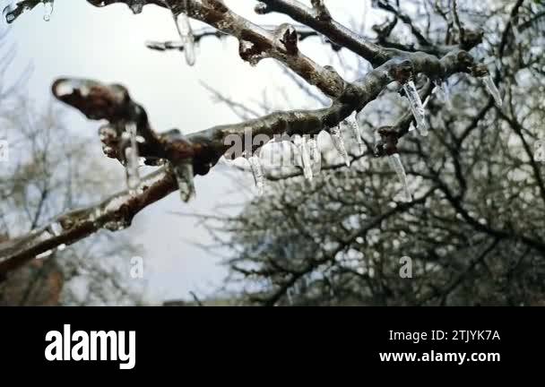 Branches of bush covered with ice after rain in frost in winter close-up. Frozen plants. After ...