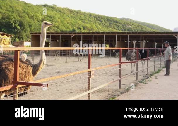 A family of farmers on an ostrich farm. Agriculture in the Netherlands ...