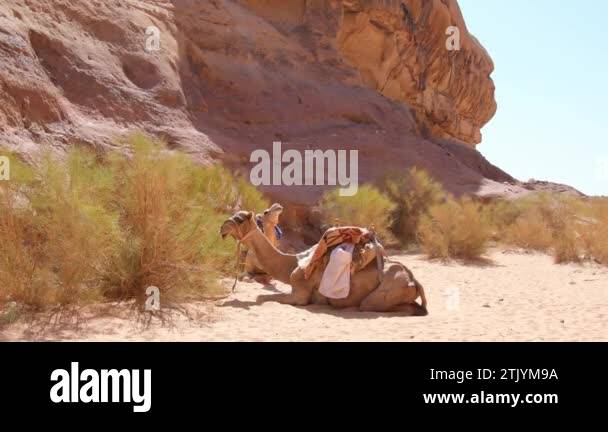 Jordan camel Stock Videos & Footage - HD and 4K Video Clips - Alamy