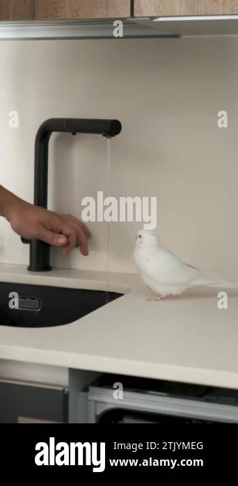 Albino cockatiel drinking water from a tap. White-faced Lutinos ...