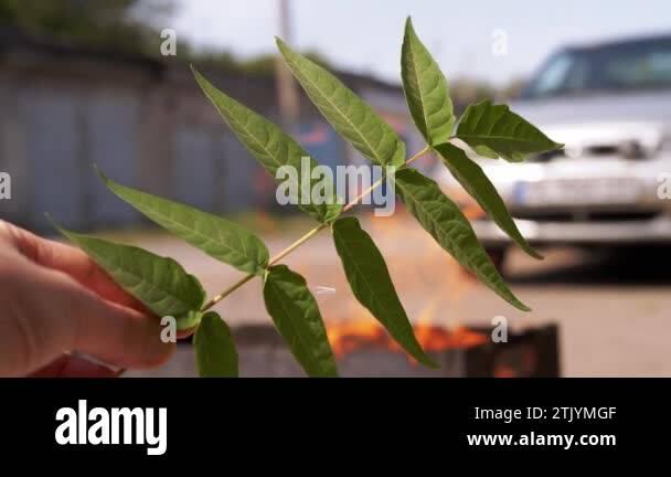 Hand Holds a Branch of a Fern on a Background of a Fire in a Brazier ...