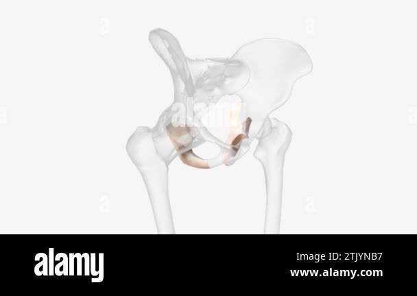 Ramus fracture Stock Videos & Footage - HD and 4K Video Clips - Alamy