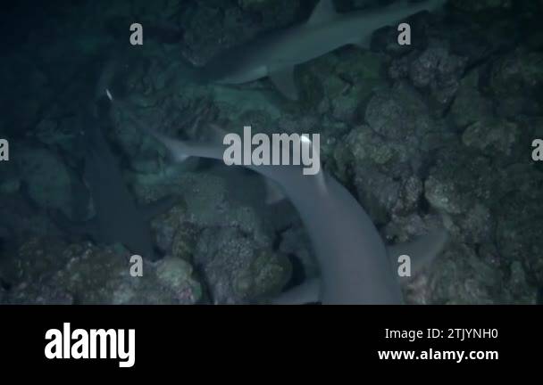Watch as pack of reef sharks swim effortlessly up close in Isla del ...