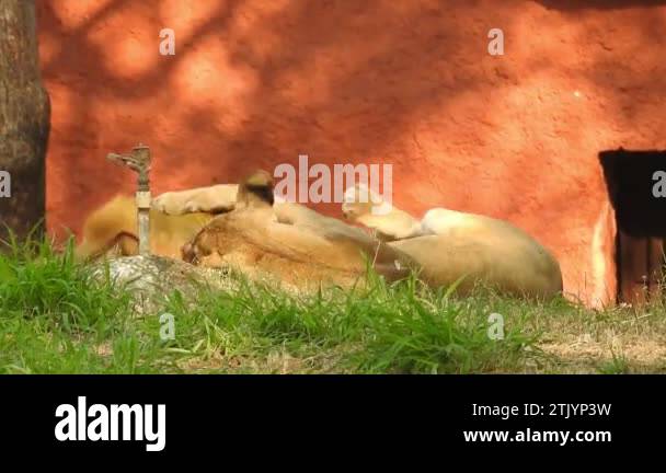 Lion and Lioness opening Mouth. Lions head, up close and very detailed ...