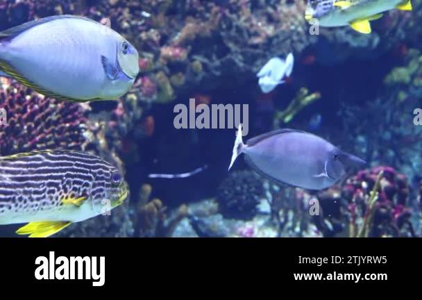 Large scale oceanarium of marine life with many species of underwater ...