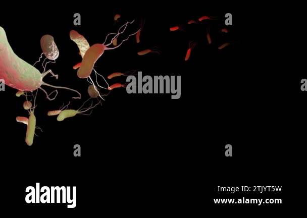 Helicobacter pylori animation microaerophilic bacterium which infects ...