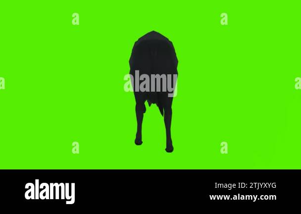 3d render green screen chroma key animation isolated Black cow eating ...