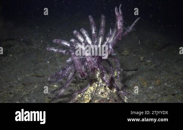 Sea lily adds ethereal touch to underwater scene. Underwater landscape ...