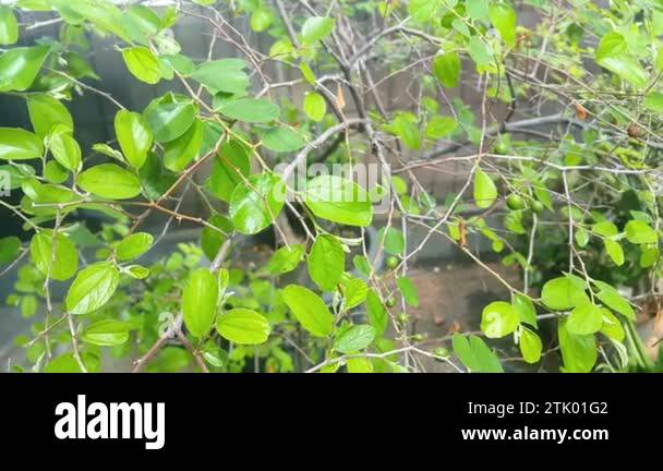 Mauritiana Stock Videos & Footage - HD and 4K Video Clips - Alamy