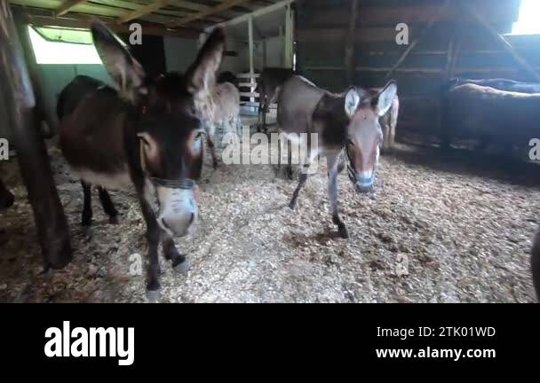 Many donkeys standing in livestock shed. Donkey muzzle close-up. Cattle ...