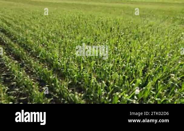 Corn field agricultural landscape cinematic footage. View on corn maize ...