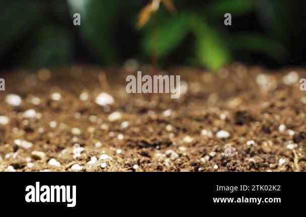 Planting and watering plant process, small lychee tree, macro on black ...