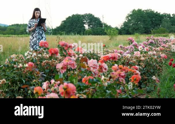 Flower breeder. Garden. Writes to tablet. Electrical substation. Rose ...