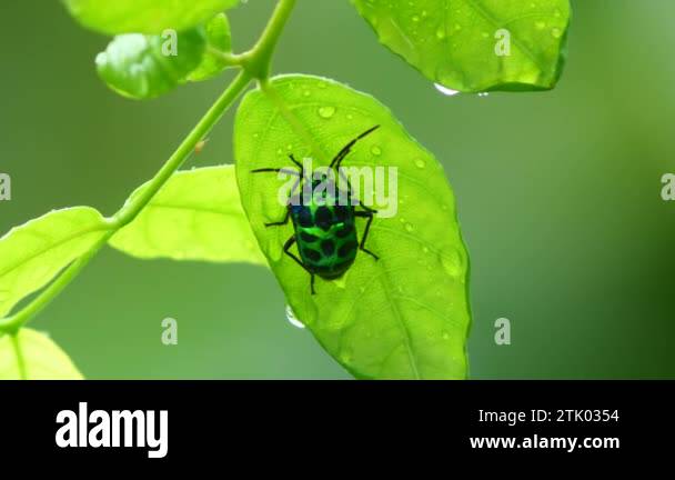 Southeast asia beetle Stock Videos & Footage - HD and 4K Video Clips ...