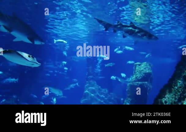 Great white shark and stingray swim surrounded by a multitude of fish ...