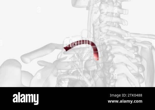 The left subclavian artery is the fifth branch of the aorta and the ...