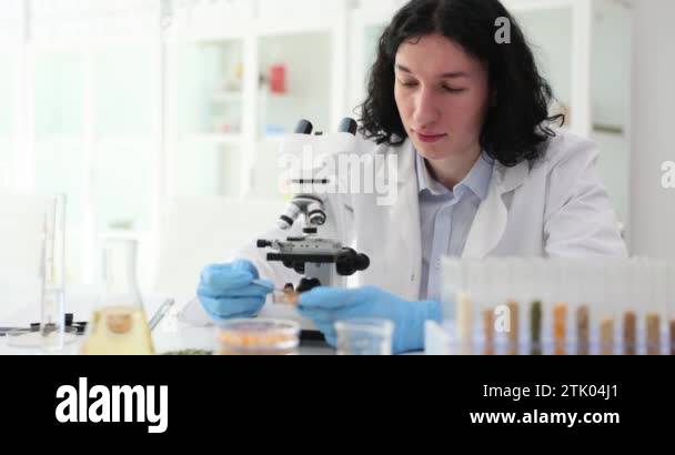 Corn on microscope slide in food laboratory scientist makes test. Corn ...