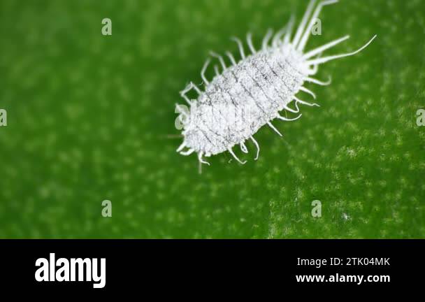 Planococcus Stock Videos & Footage - HD and 4K Video Clips - Alamy